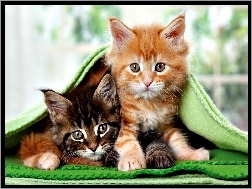 Sierść, Trzy, Koty Na Pulpit